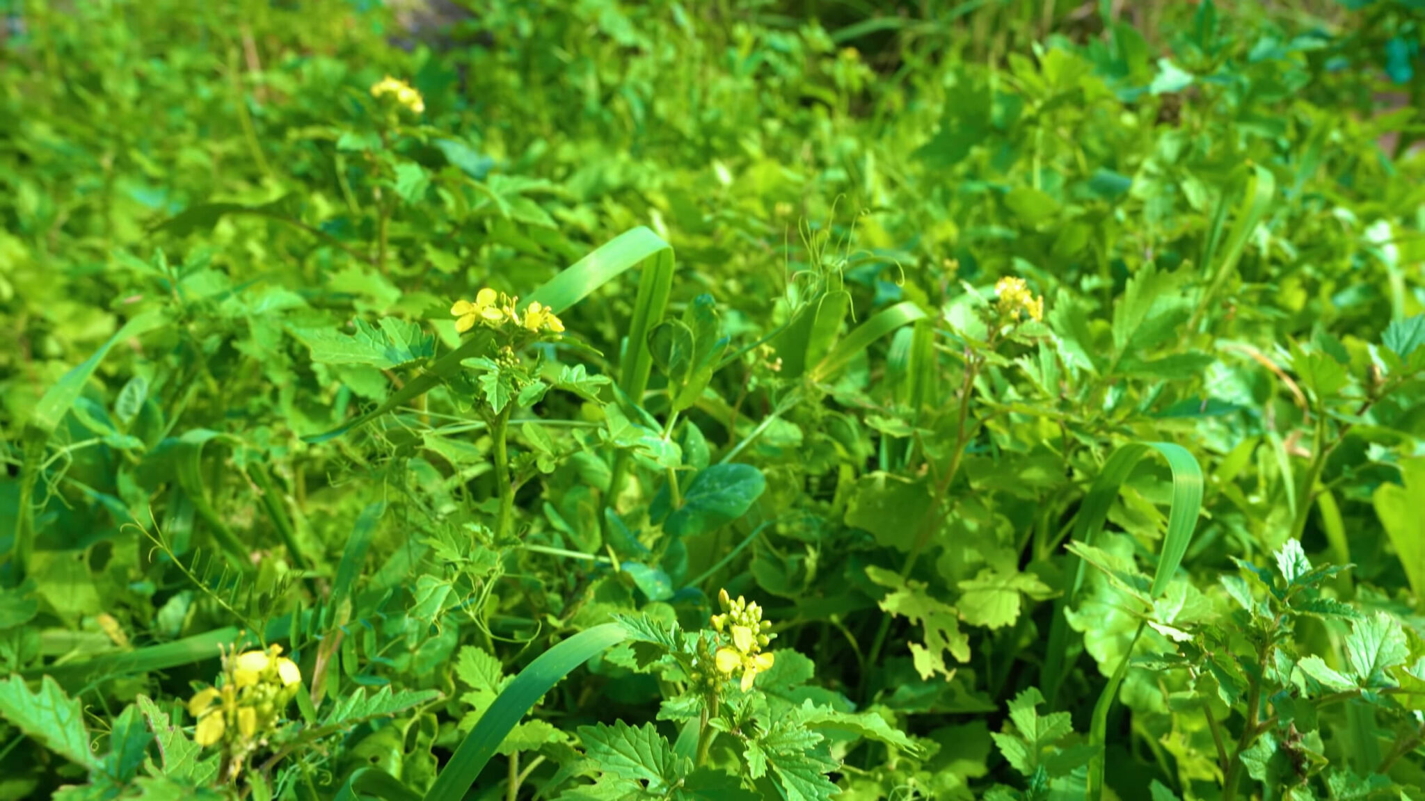 11 Ways Farmers Help the Environment - How Farming Can Heal Nature ...